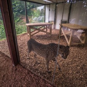 A spotlight on captive cheetahs - Born Free