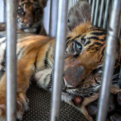 Why captive tiger breeding does not aid conservation - Born Free