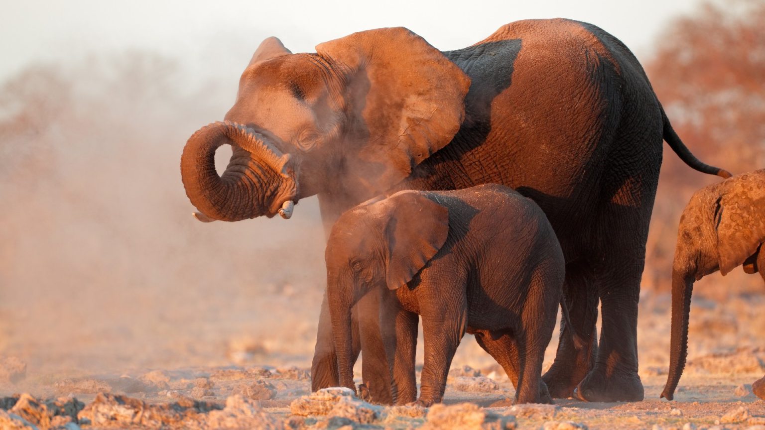 Stop the elephant cull - Born Free