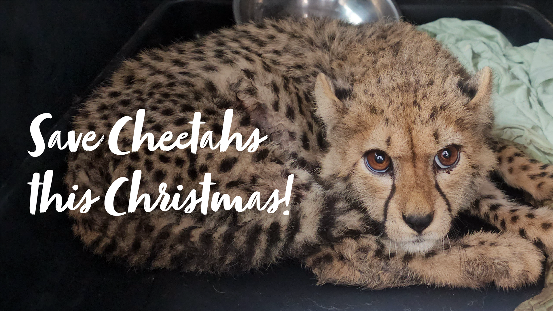 Save Cheetahs This Christmas - Urgent Appeal - Born Free