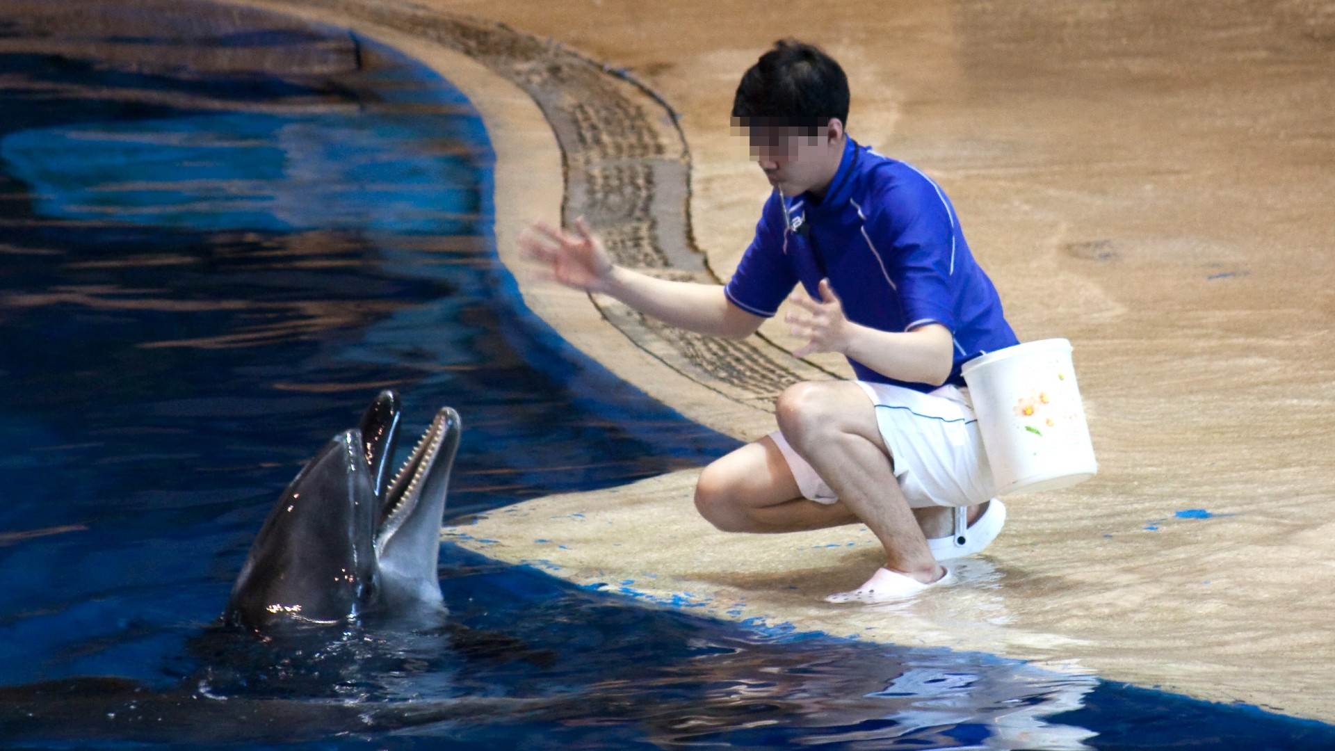 New report documents escalating exploitation of captive whales and dolphins in China - Born Free