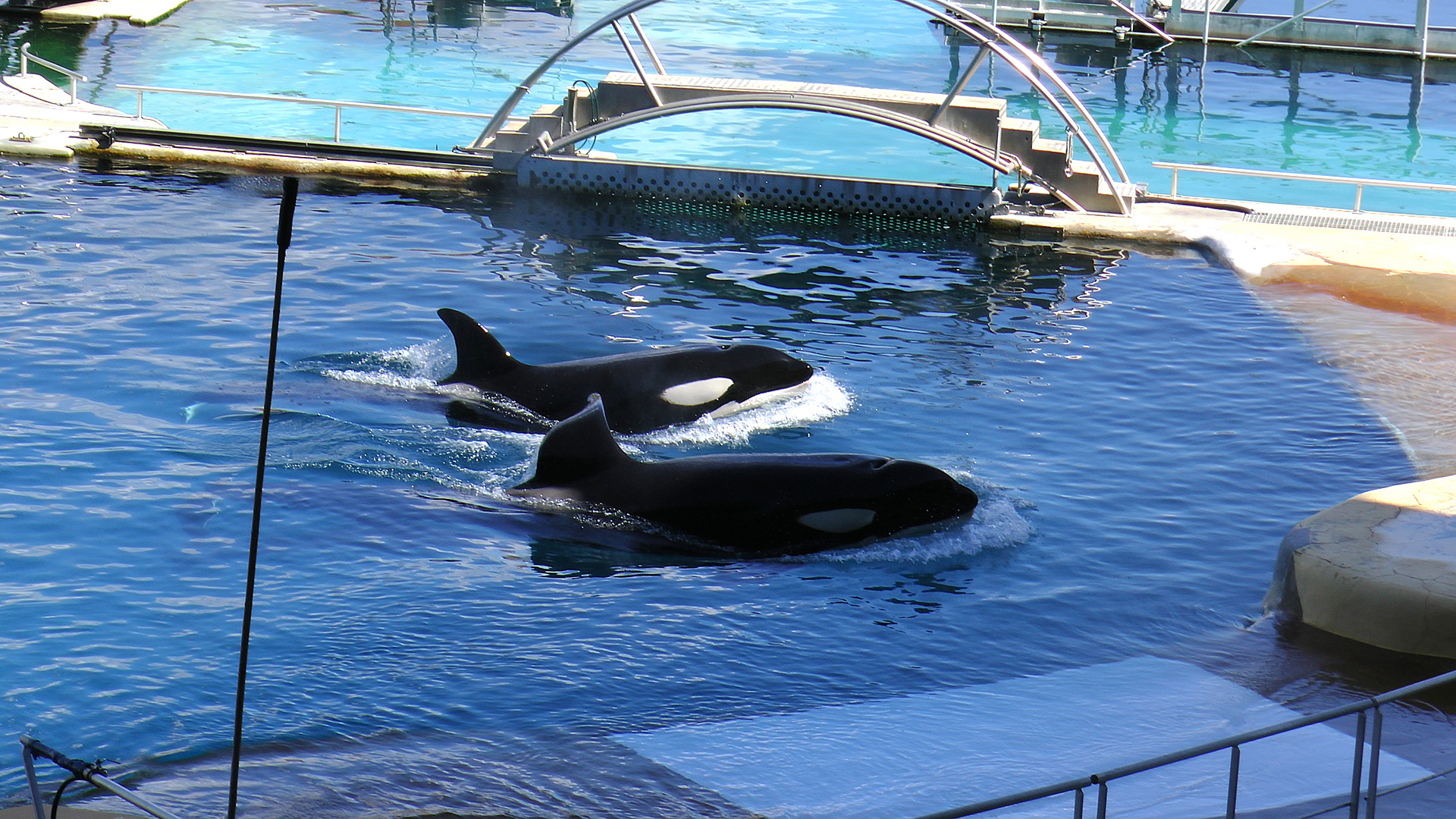 Plight of orcas and dolphins at Marineland continues - Born Free