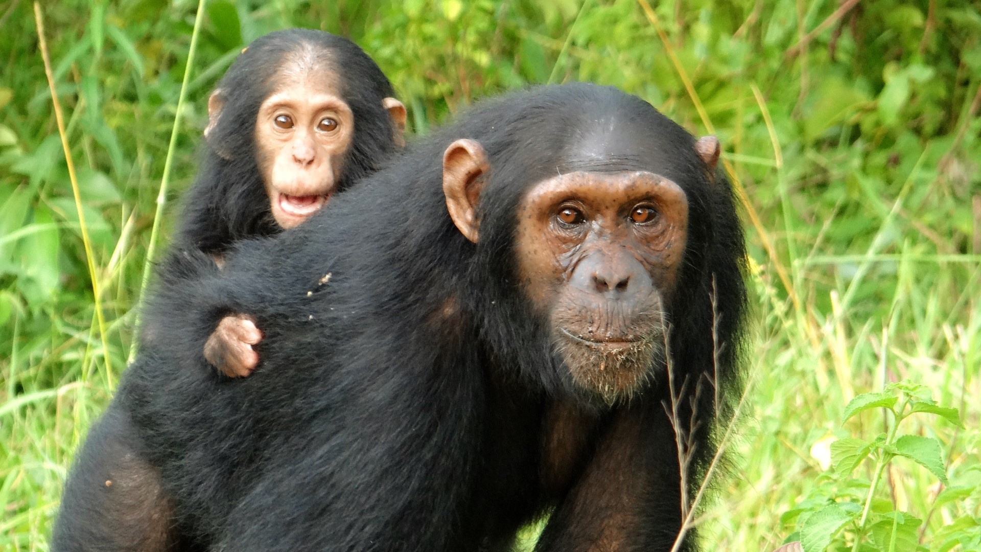 Chimpanzee kidnapping: fascinating ape behaviour - Born Free