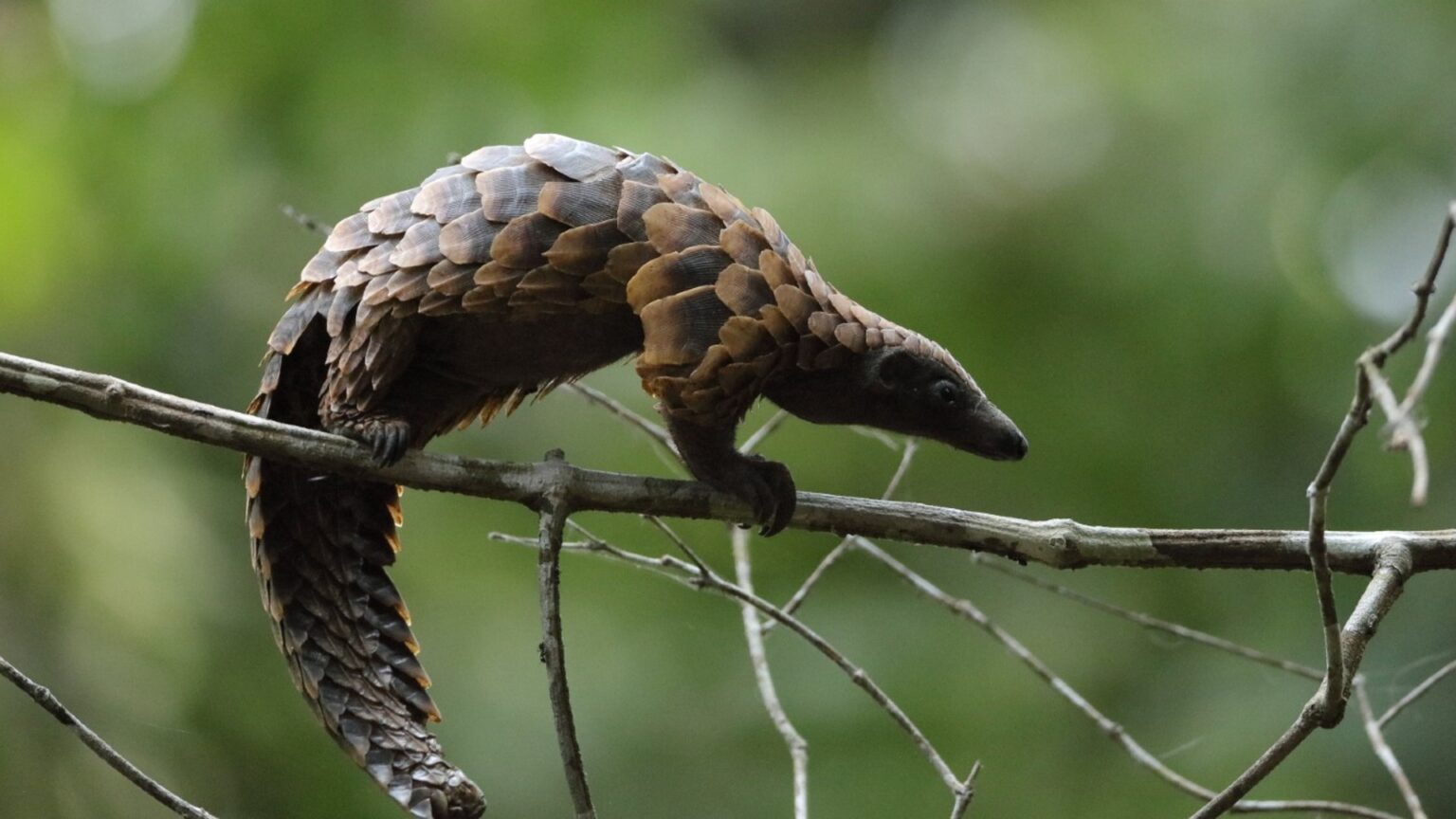 10 fascinating facts about pangolins - Born Free