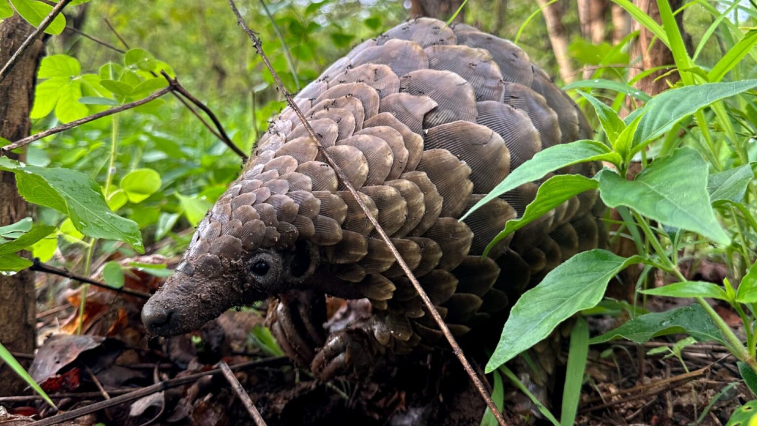 Urgent appeal to save the world’s most trafficked mammal - Born Free