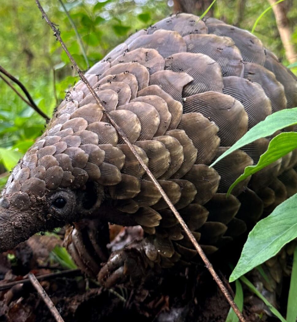 Everything you need to know about black-bellied pangolins - Born Free