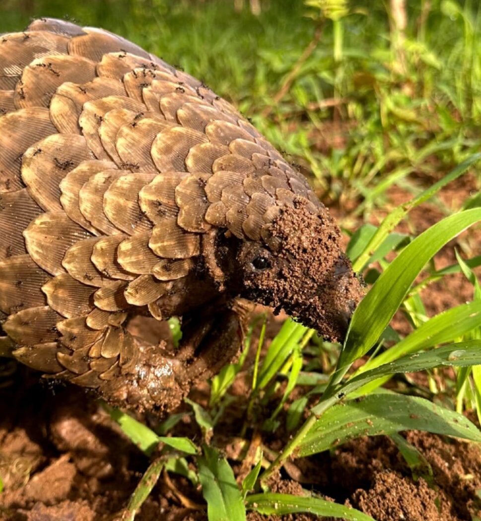 News & Updates - Born Free