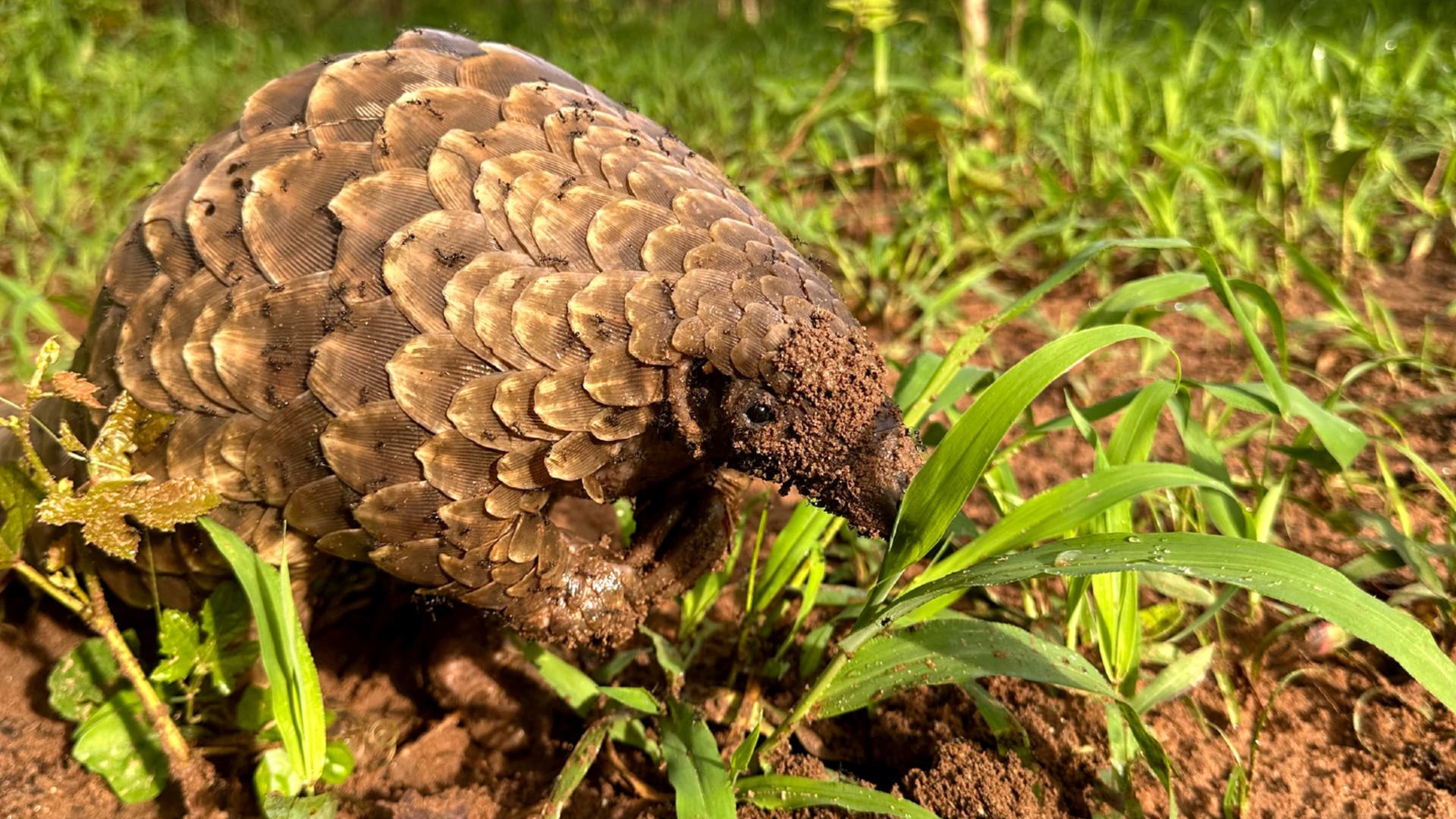 Meet Wanjala, the orphan pangolin - Born Free
