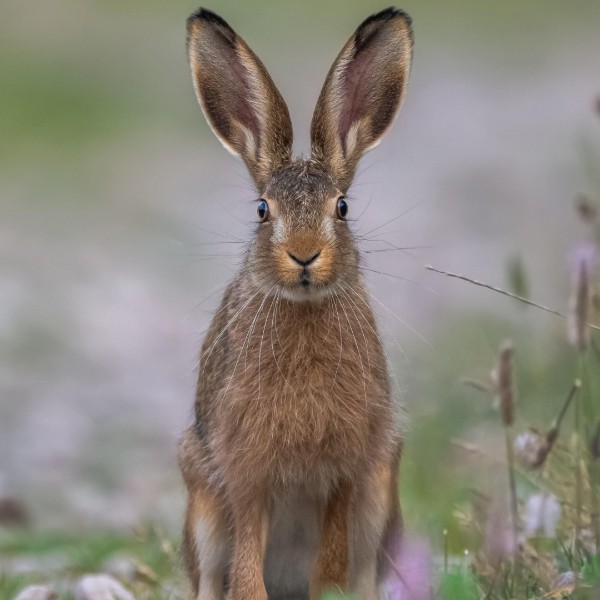 Protect hares - ban shooting in their breeding season - Born Free