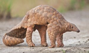 Everything you need to know about Indian pangolins - Born Free