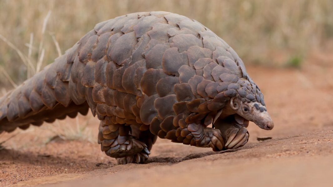 Everything you need to know about giant ground pangolins - Born Free