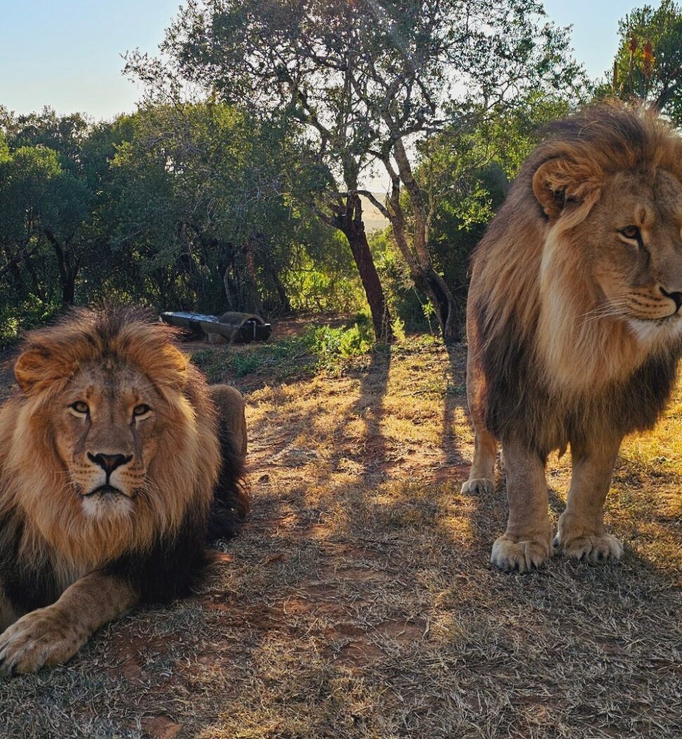 We Are Born Free - Since 1984 we have worked tirelessly for the ...