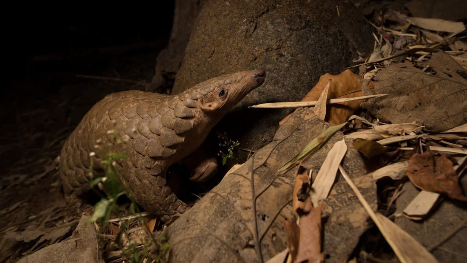Everything you need to know about Chinese pangolins - Born Free