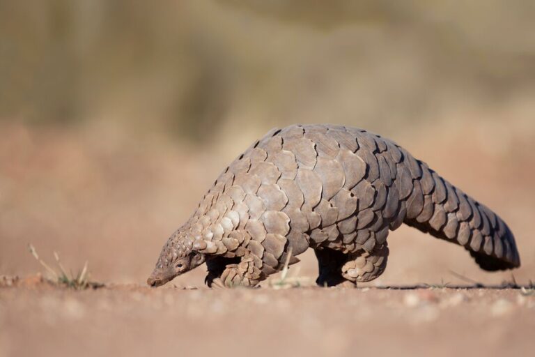 Everything you need to know about giant ground pangolins - Born Free