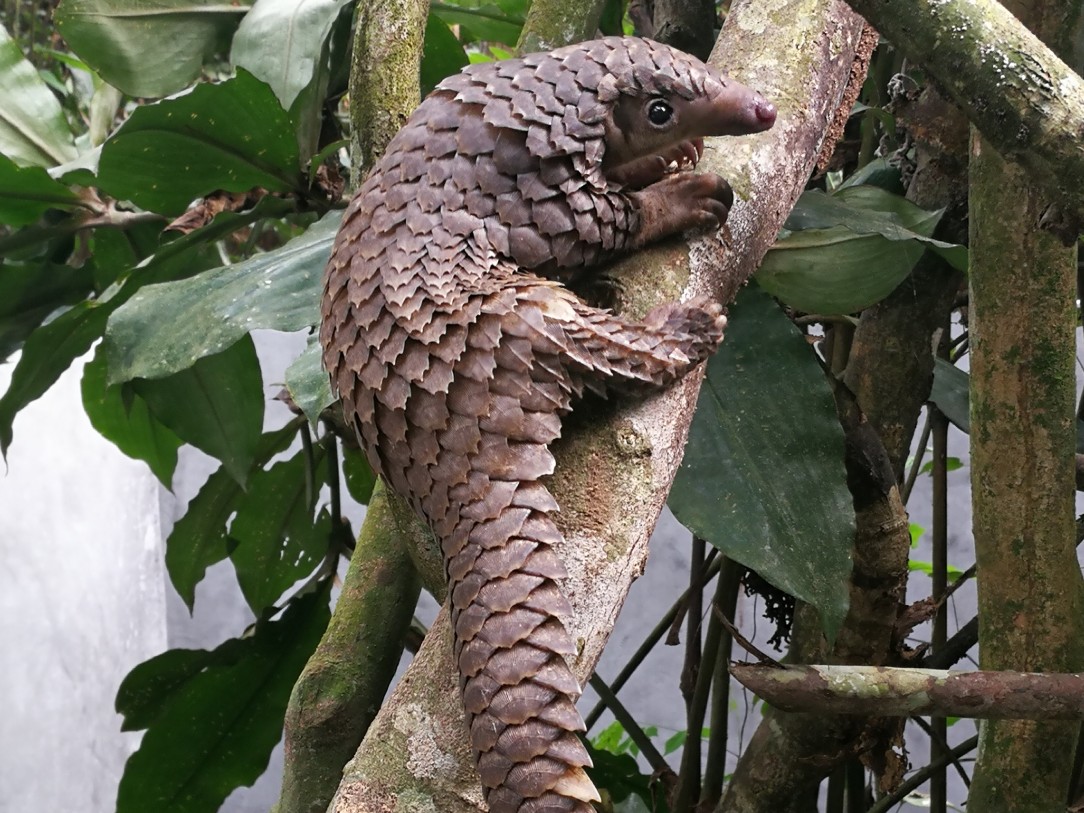 Everything you need to know about white-bellied pangolins - Born Free