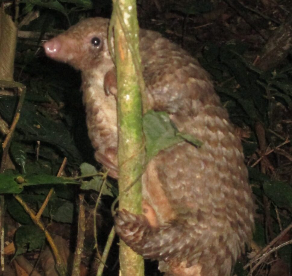 Everything you need to know about white-bellied pangolins - Born Free
