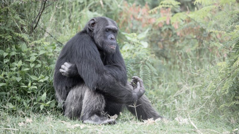 Mapping nature’s past to reveal wildlife crime - Born Free