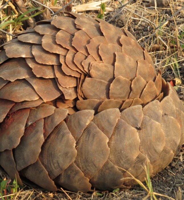 Everything you need to know about giant ground pangolins - Born Free