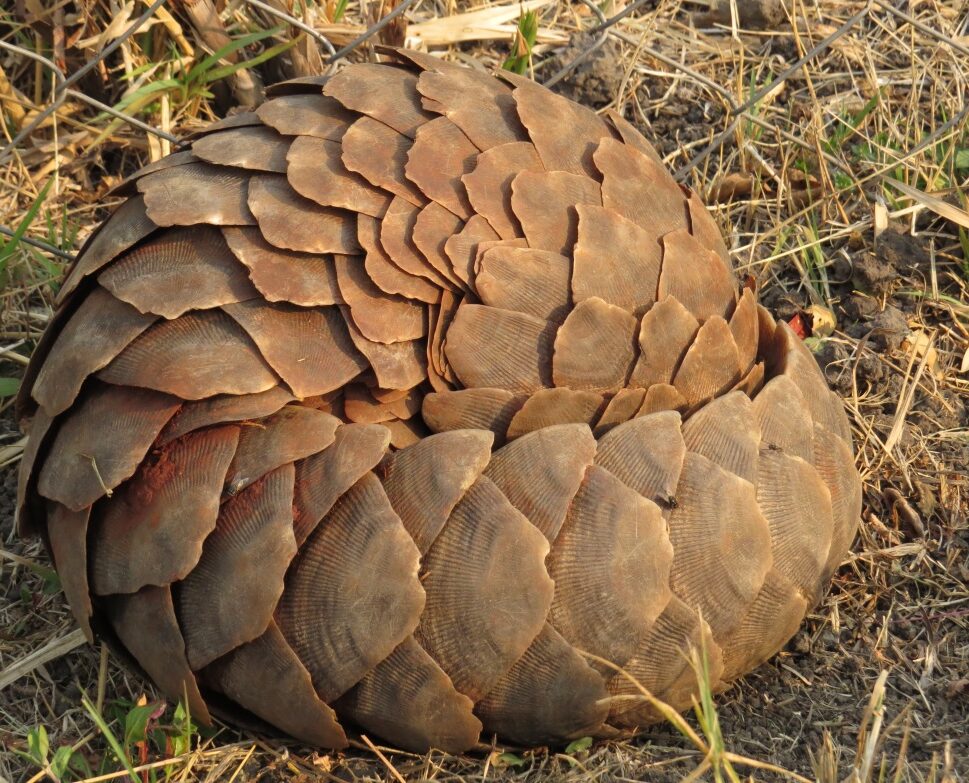 Everything you need to know about giant ground pangolins - Born Free