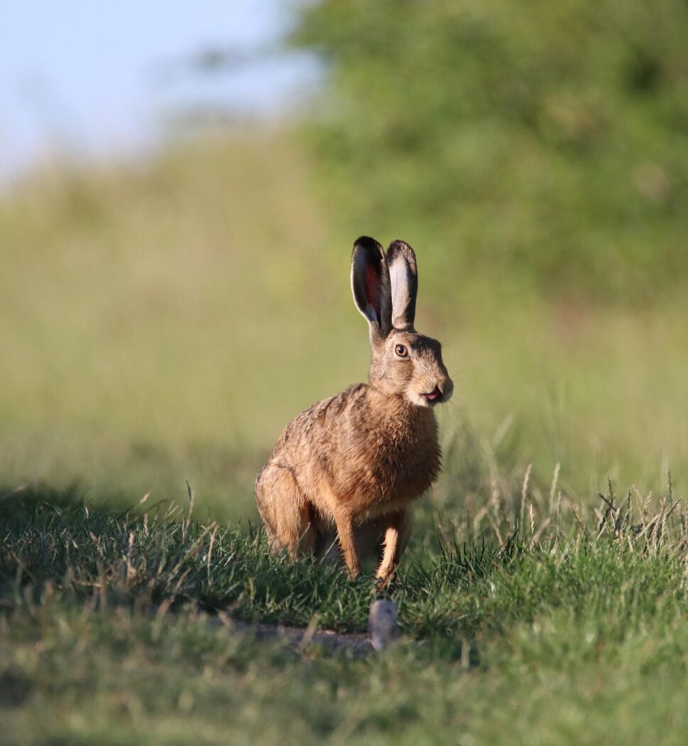Protect hares - ban shooting in their breeding season - Born Free
