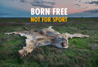 We Are Born Free - Since 1984 we have worked tirelessly for the ...