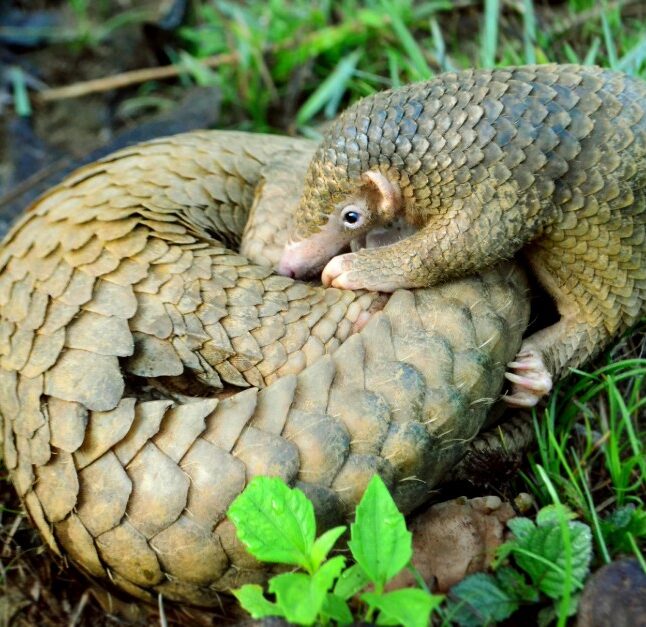 Everything you need to know about Philippine pangolins - Born Free