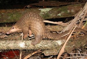 Everything you need to know about sunda pangolins - Born Free