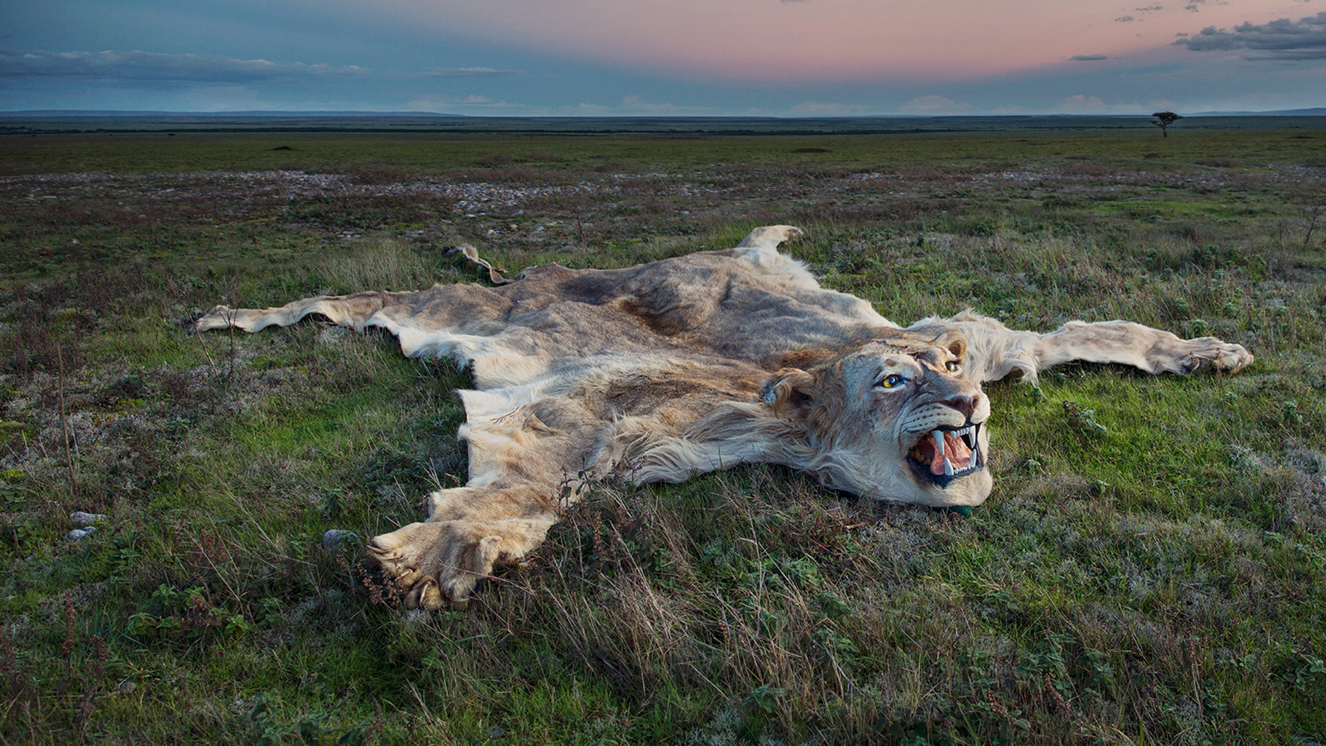 UK government urged to stand firm on trophy hunting - Born Free