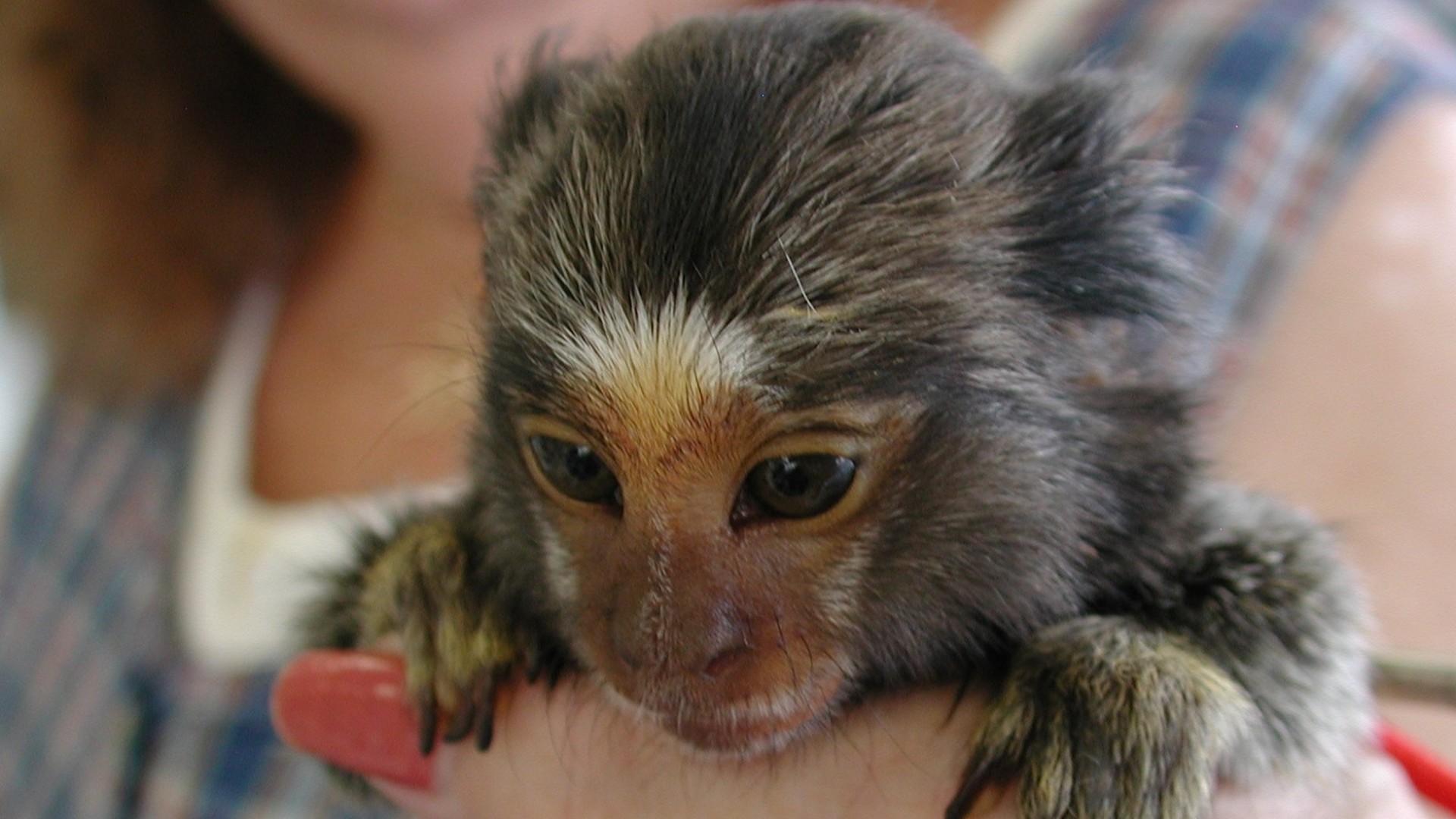 Pet primates at risk in England - Born Free