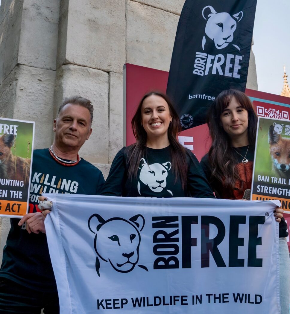 About Us - Find out more about wildlife charity Born Free