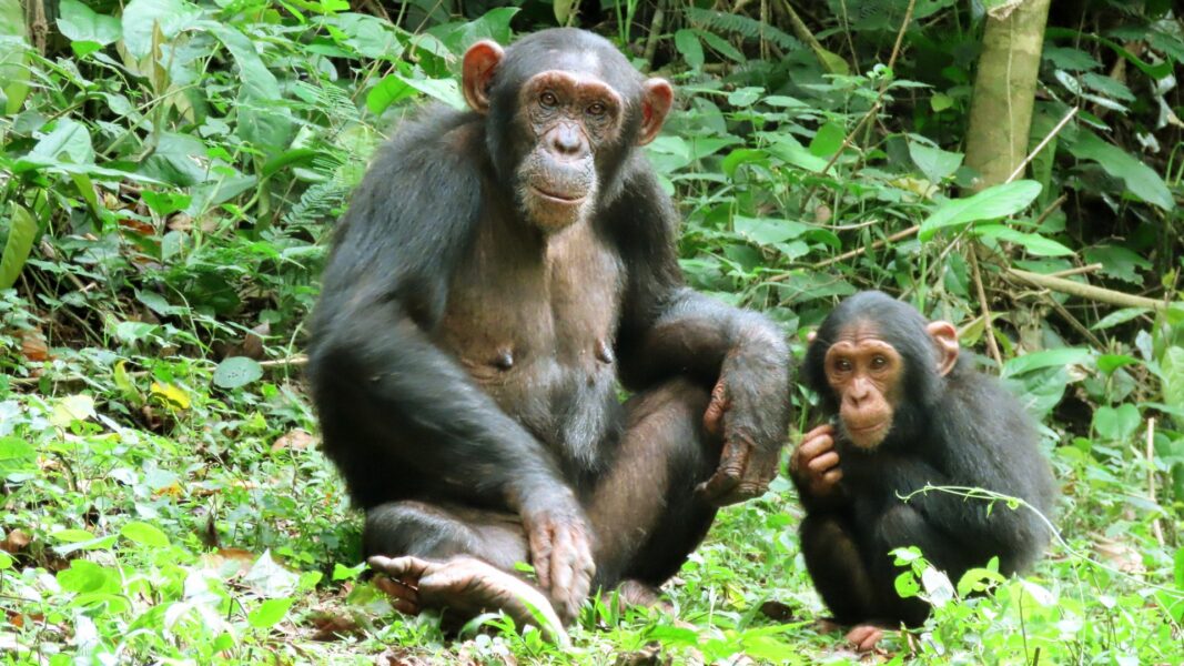 What happened to chimpanzees Jemima and Jackie? - Born Free