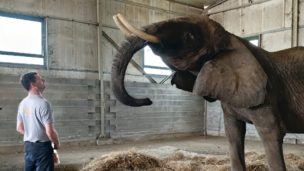 Portugal’s last circus elephant gets ready for new life - Born Free